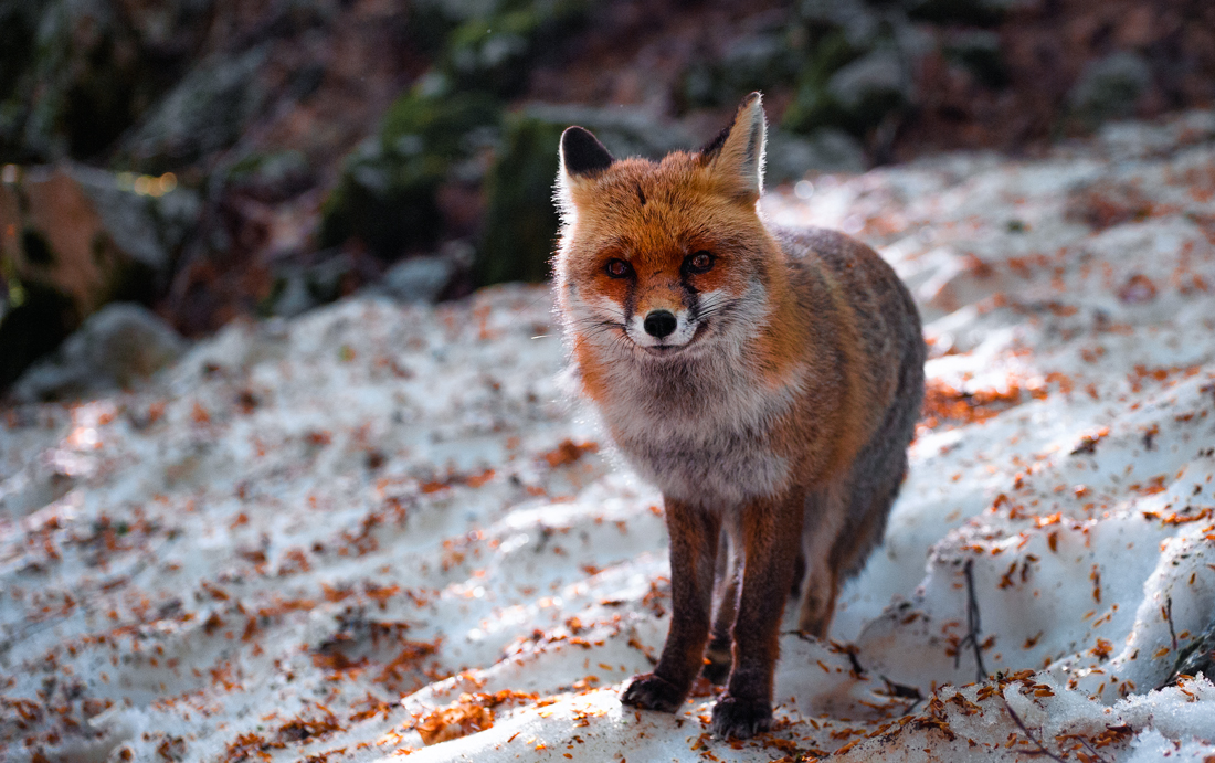 VOLPE (Vulpes vulpes) – schede – Animal Trip