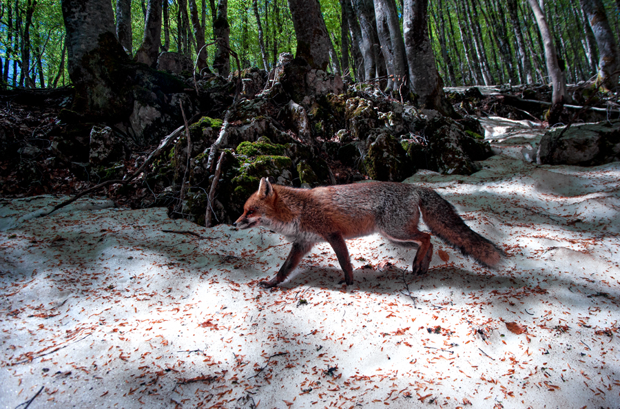 VOLPE (Vulpes vulpes) – schede – Animal Trip