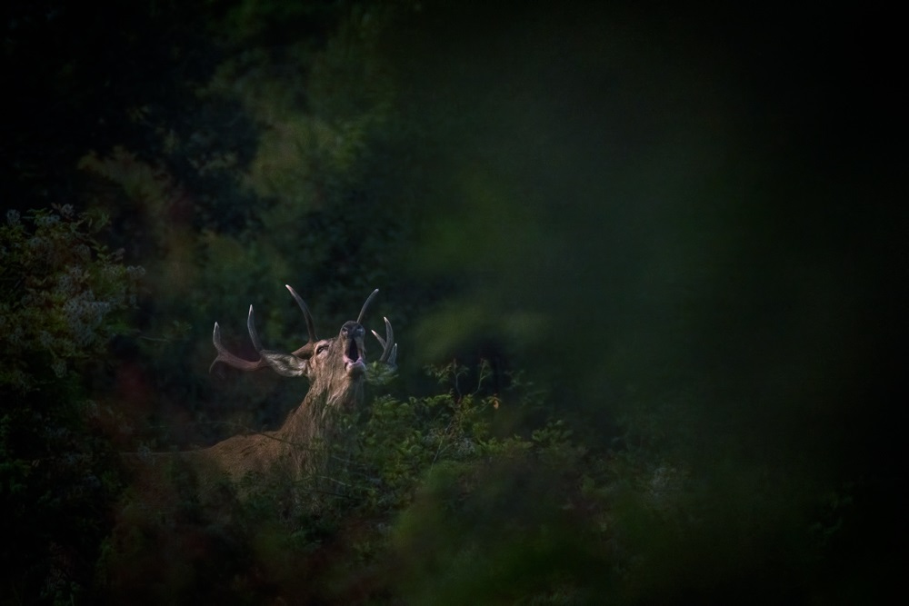 Fotoracconti – Le stagioni dei cervi – Animal Trip