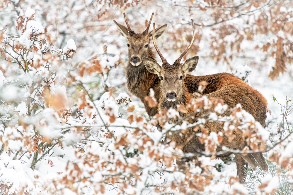 Fotoracconti – Le stagioni dei cervi – Animal Trip