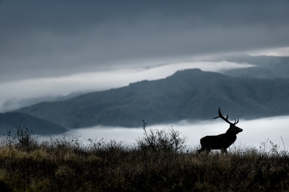 Fotoracconti – Le stagioni dei cervi – Animal Trip
