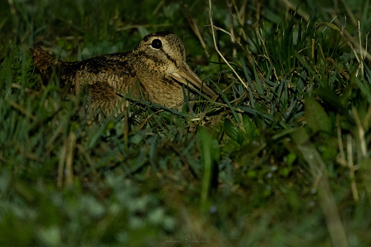 Diari – La regina del mimetismo: la beccaccia – Animal Trip