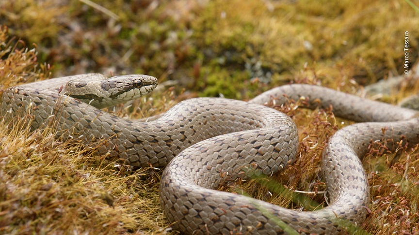 Interviste – Marco Tessaro: “Serpenti e uomini della Val Grande ...