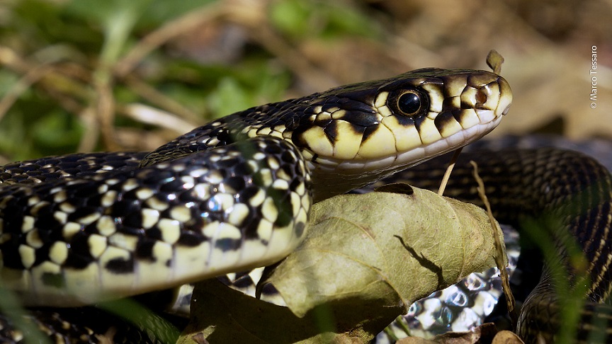 Interviste – Marco Tessaro: “Serpenti e uomini della Val Grande ...