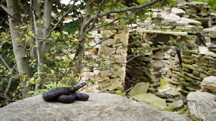 Interviste – Marco Tessaro: “Serpenti e uomini della Val Grande ...