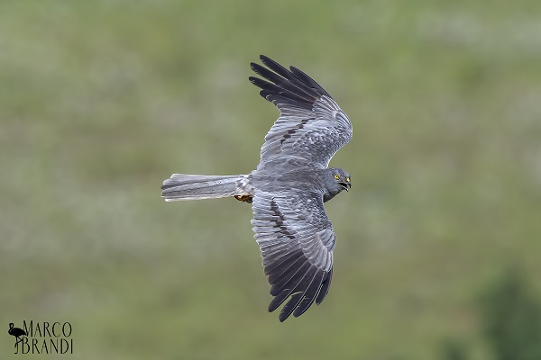 Diari – Salviamo l’albanella minore! – Animal Trip