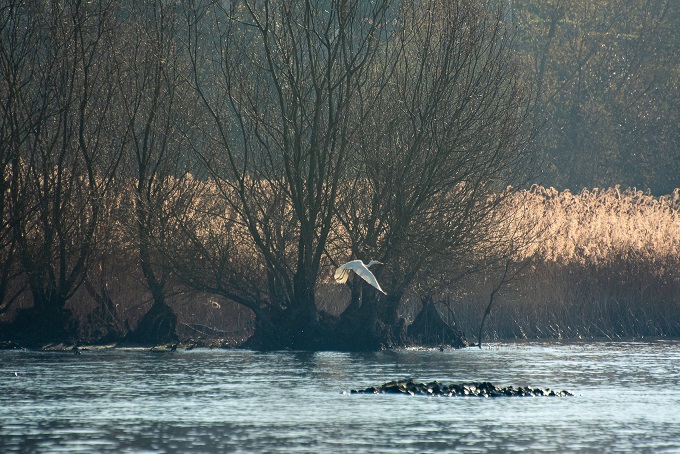 Birdwatching invernale sul Lago Maggiore – Animal Trip