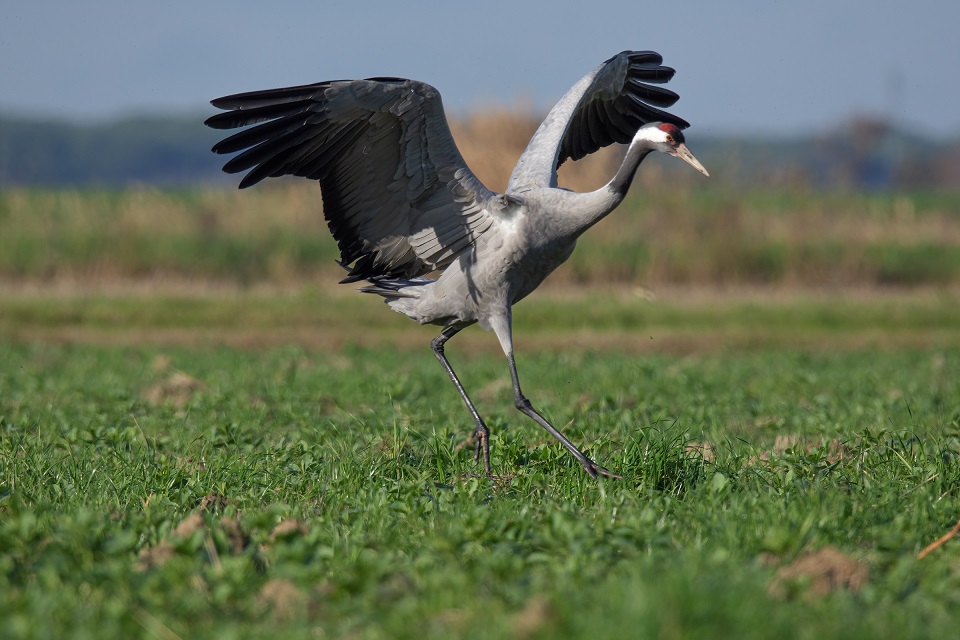 Diari – Grandi migratori: quando le oche selvatiche diventano compagne ...