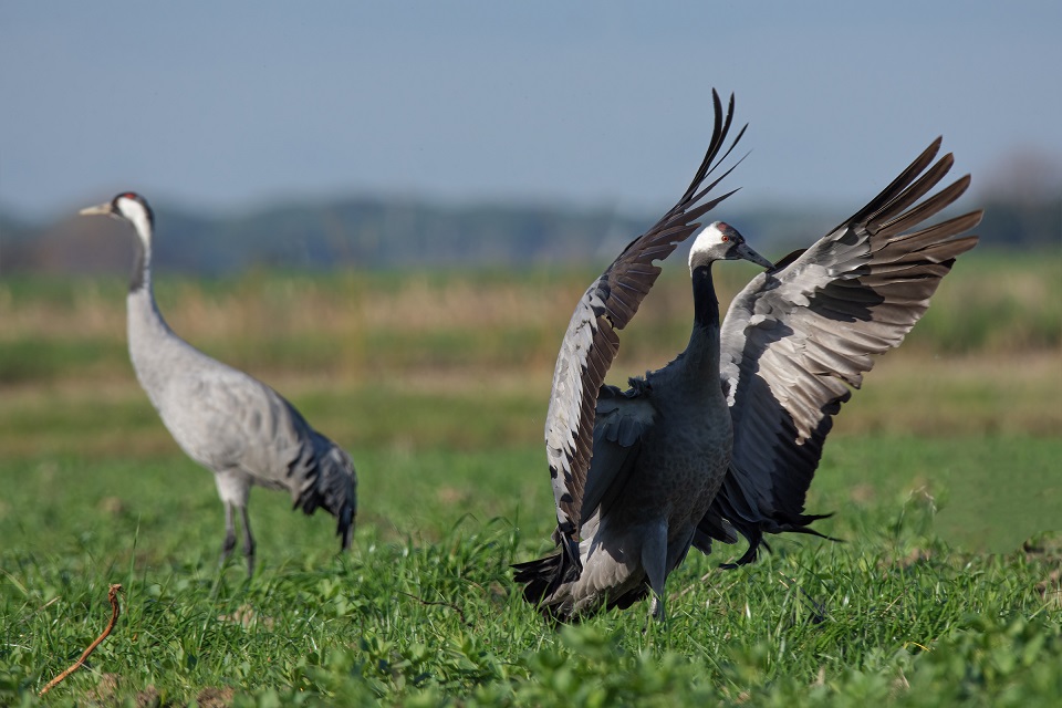 Diari – Grandi migratori: quando le oche selvatiche diventano compagne ...