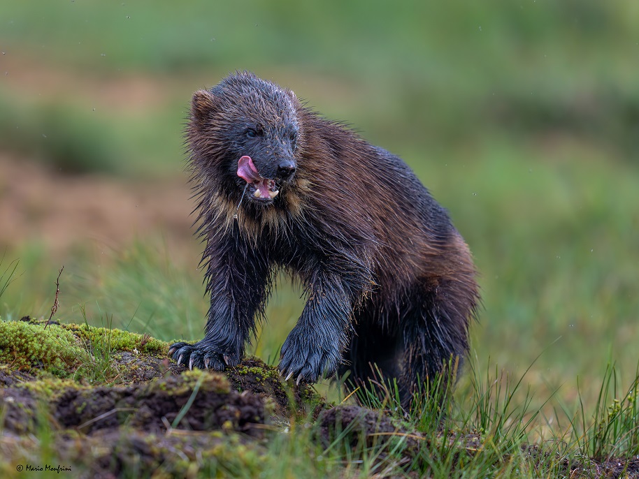 Fotoracconti – A caccia di grandi carnivori nella Karelia finlandese ...