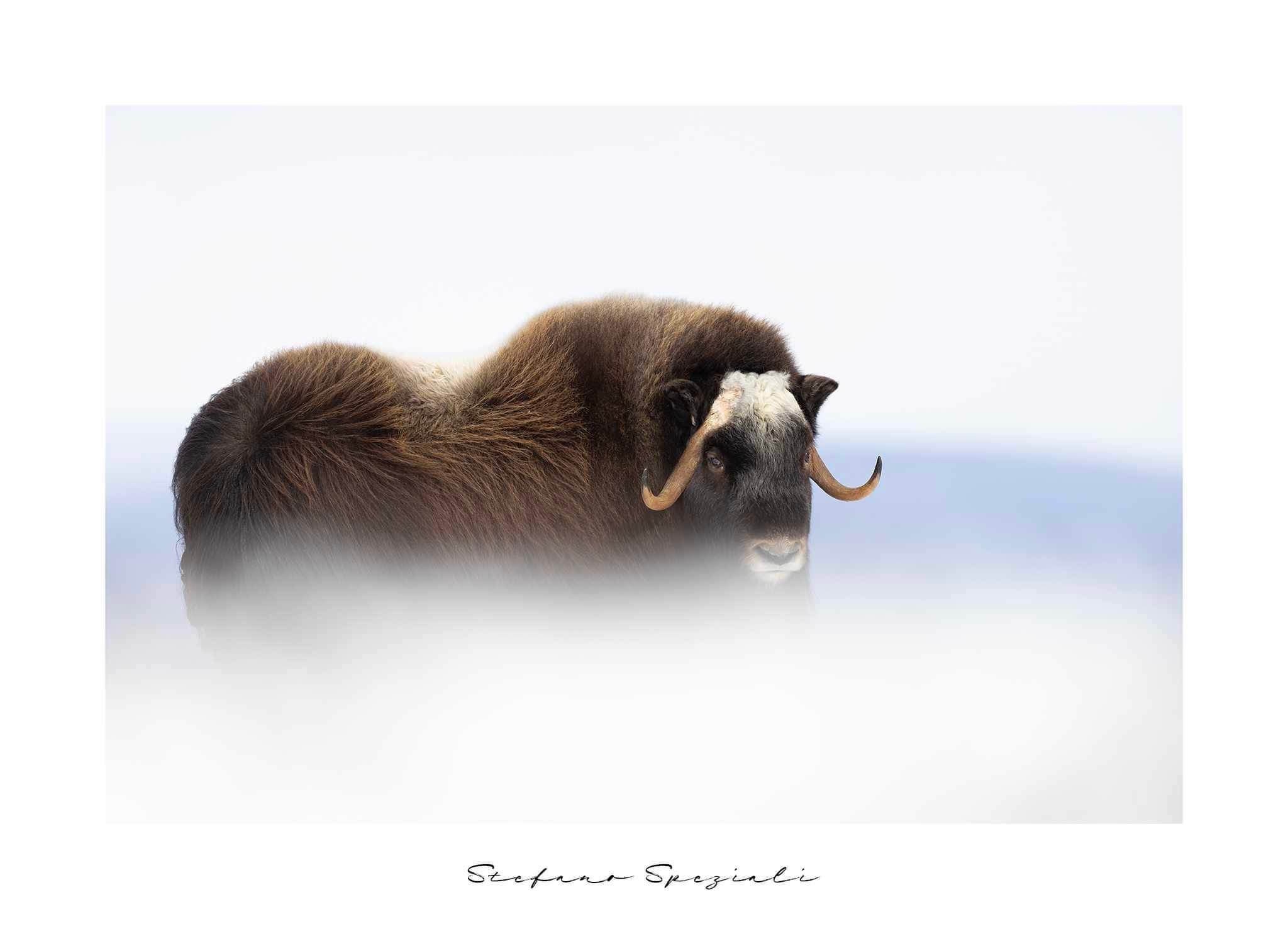 Fotoracconti – Dovrefjell: il regno del bue muschiato – Animal Trip