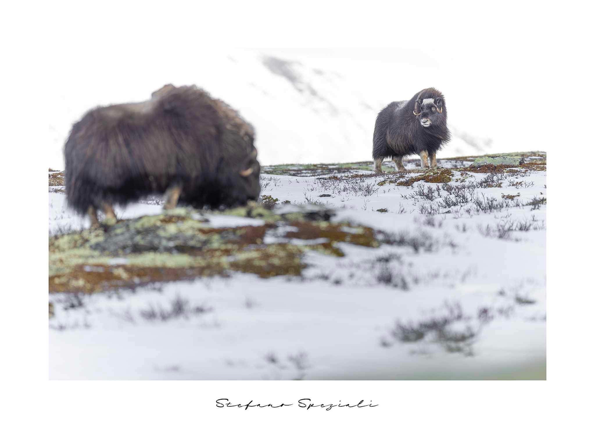 Fotoracconti – Dovrefjell: il regno del bue muschiato – Animal Trip