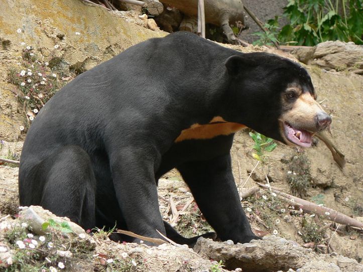 Orsi contro orsi. Chi è il più forte? – Animal Trip