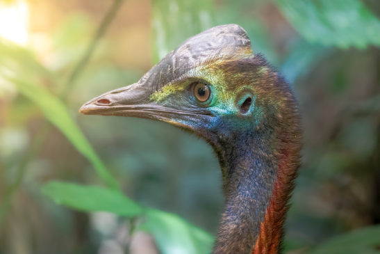 Diari – Un biologo “on the road” in Australia – Animal Trip