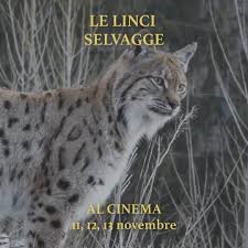Film – Anteprima “Le linci selvagge” – Animal Trip