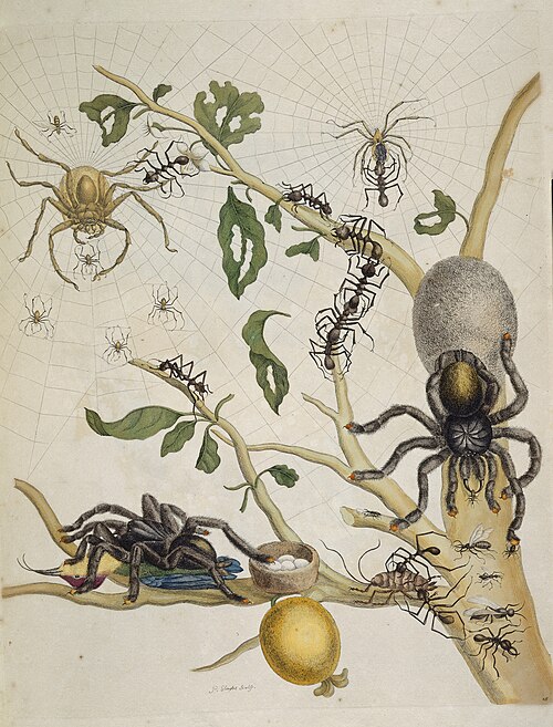 In viaggio con Maria Sibylla Merian, la madre dell’entomologia moderna ...